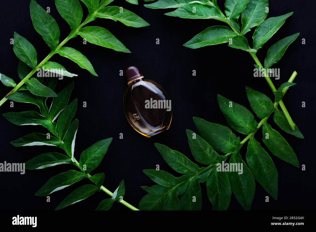 perfume with green leaves on dark background Stock Photo - Alamy