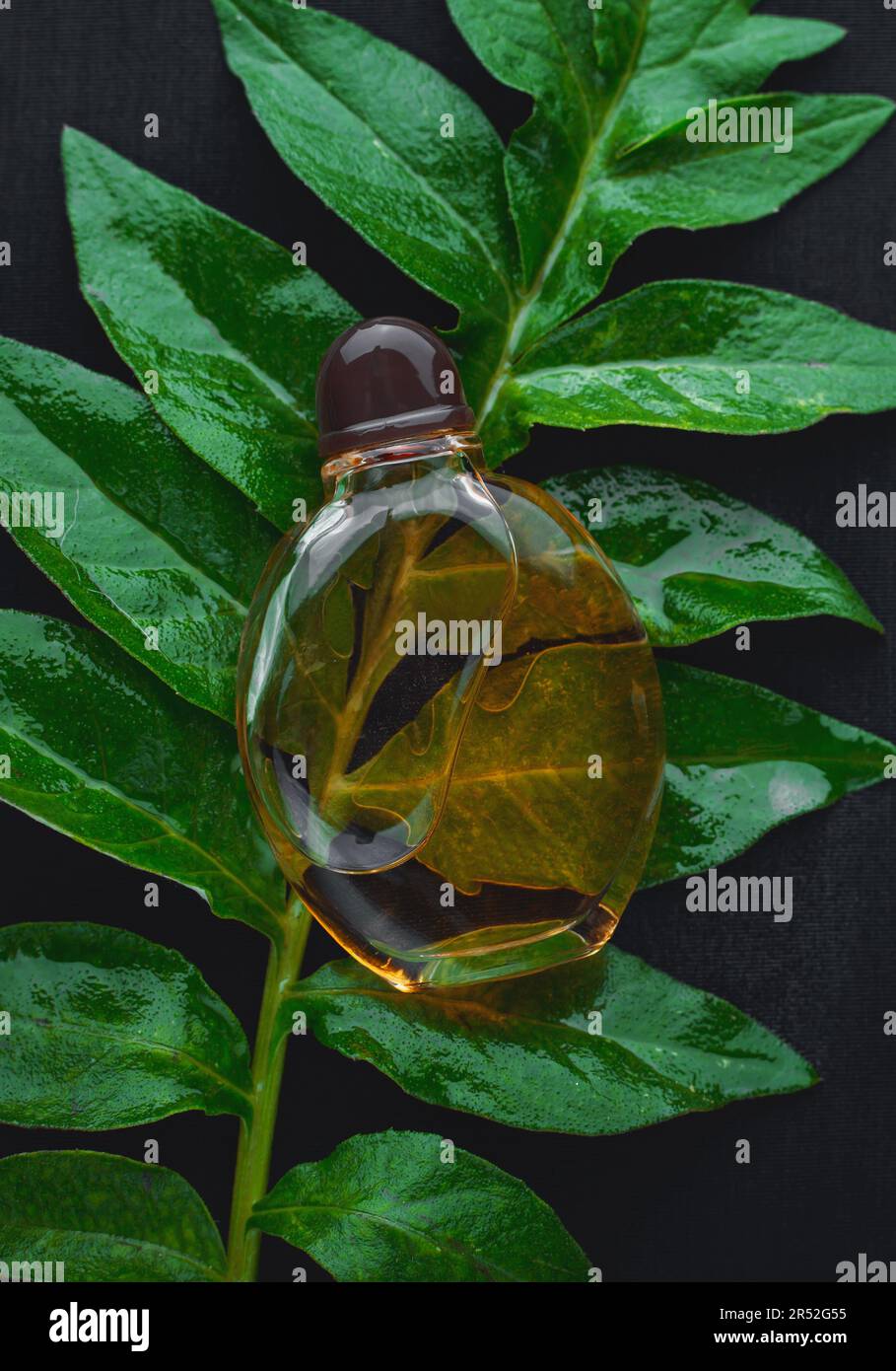 perfume with green leaves on dark background Stock Photo - Alamy