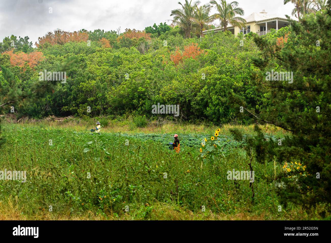 Farm workers pick kale on a small-scale agricultural holding in Paget ...