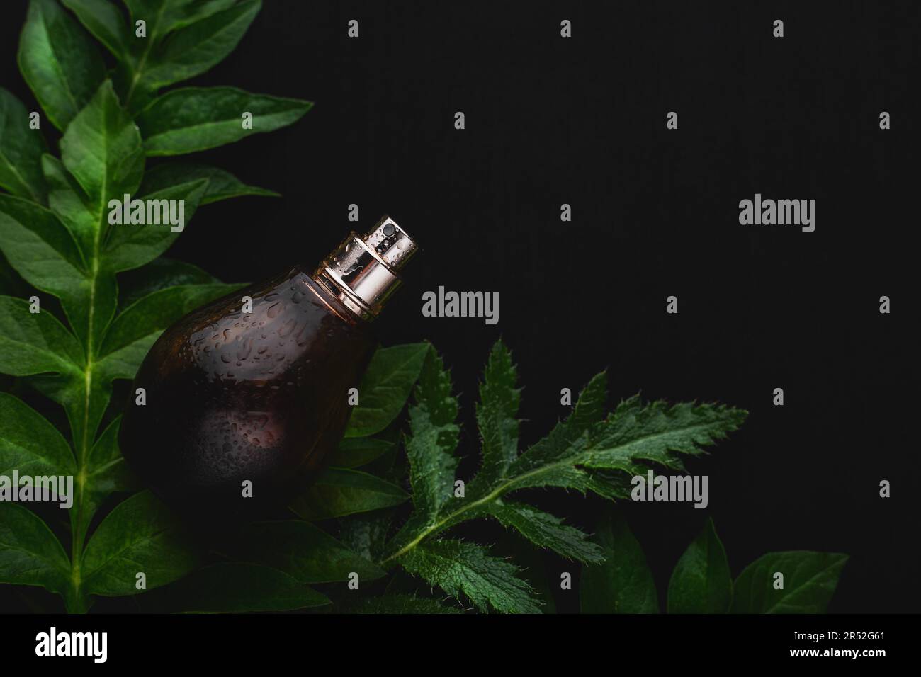 perfume with green leaves on dark background Stock Photo - Alamy