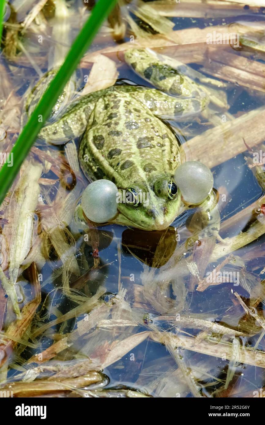 Frog with sound bubbles, May, Germany Stock Photo - Alamy