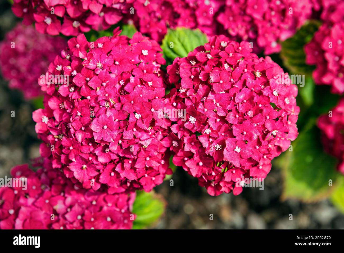 Pink hydrangea flowers, view from above, close-up, Blenheim Palace ...