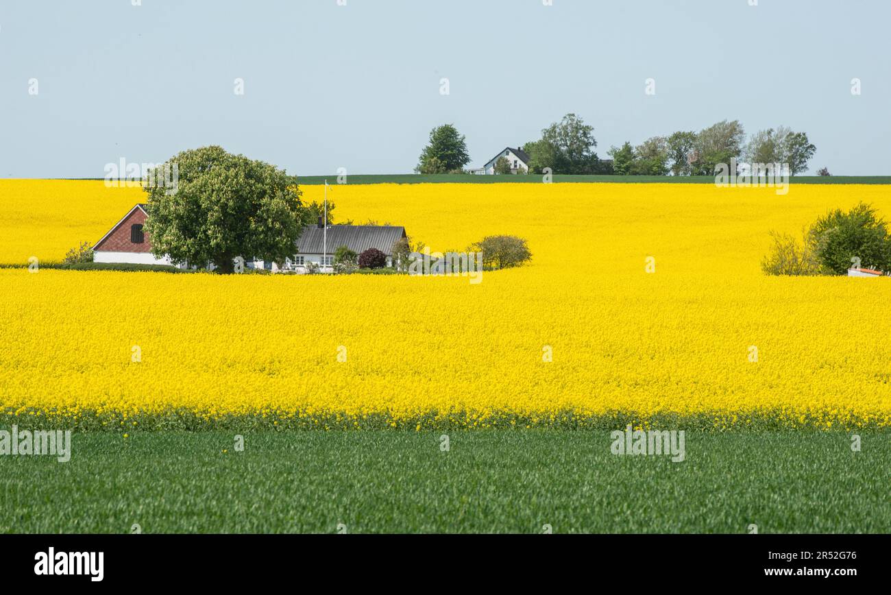 Landscape with rapeseed field in Simrishamn municipality, Scania ...