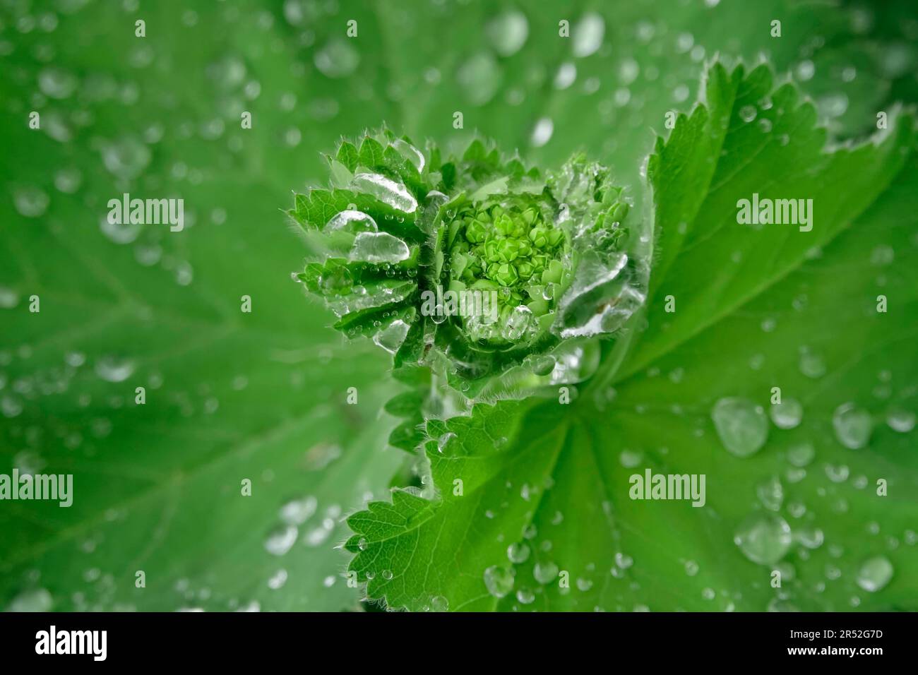 Lady's mantle with water drop, May, Germany Stock Photo - Alamy