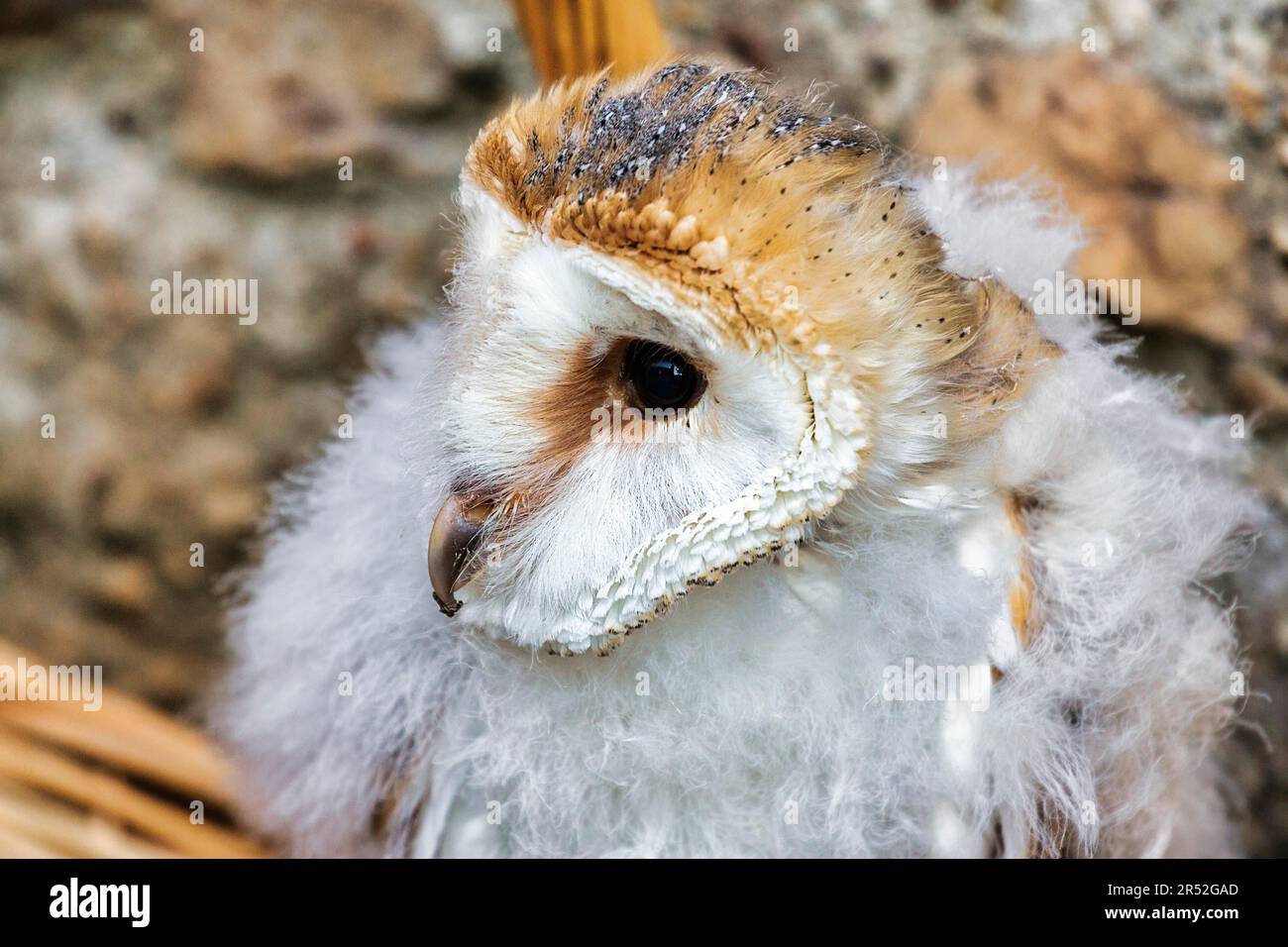 Barn Owl Fledgling