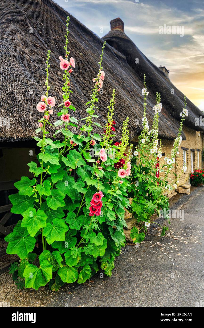 Flowering mallow, common hollyhock (Alcea rosea) in the village of ...
