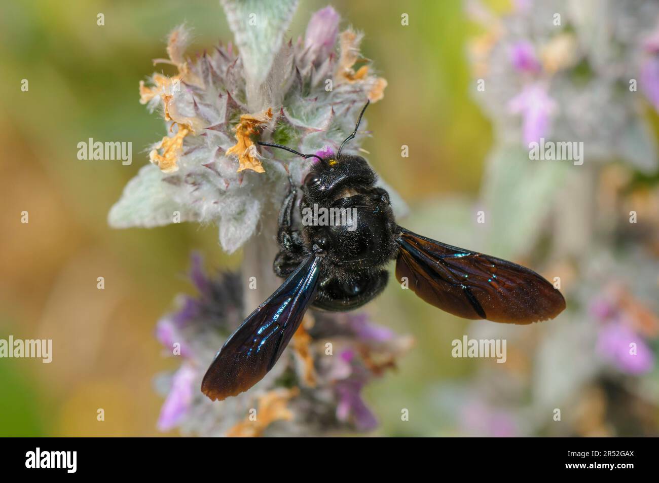 Violet carpenter bee (Xylocopa violacea), Majorca, Spain Stock Photo ...