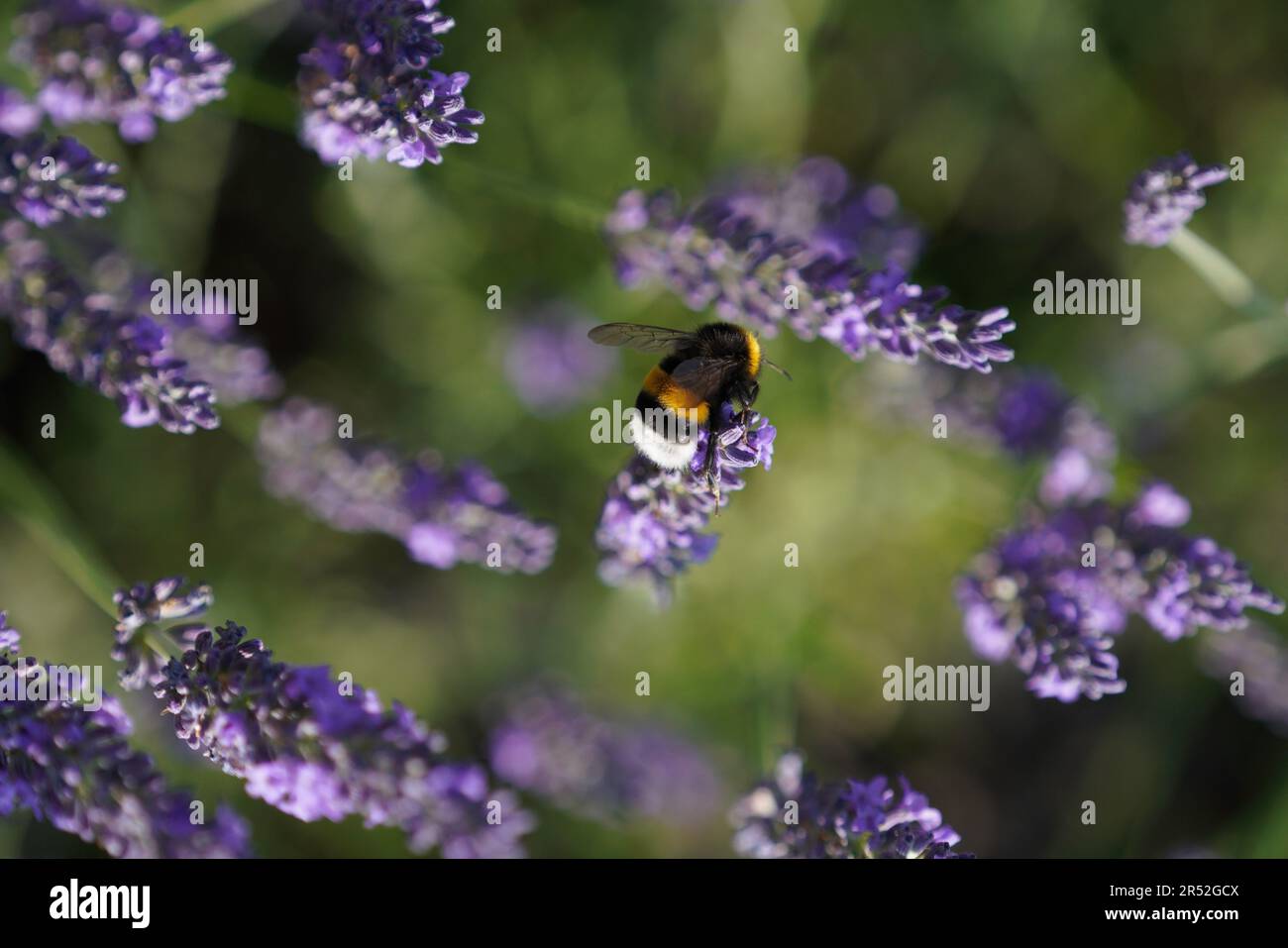 Summer meadow with many insects that are busy fertilizing and colorful ...