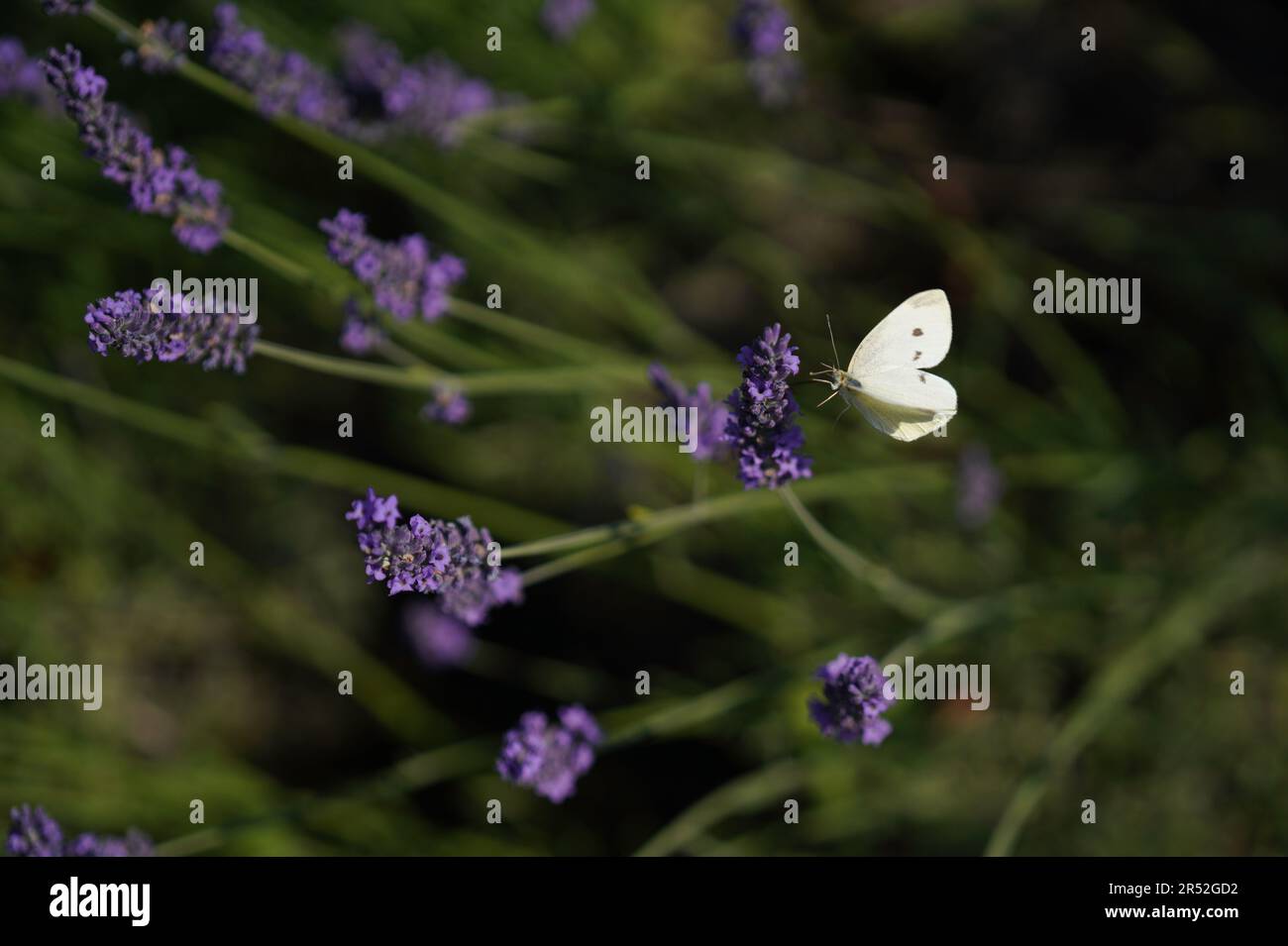 Summer meadow with many insects that are busy fertilizing and colorful ...