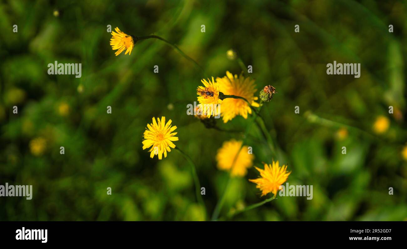 Summer meadow with many insects that are busy fertilizing and colorful ...