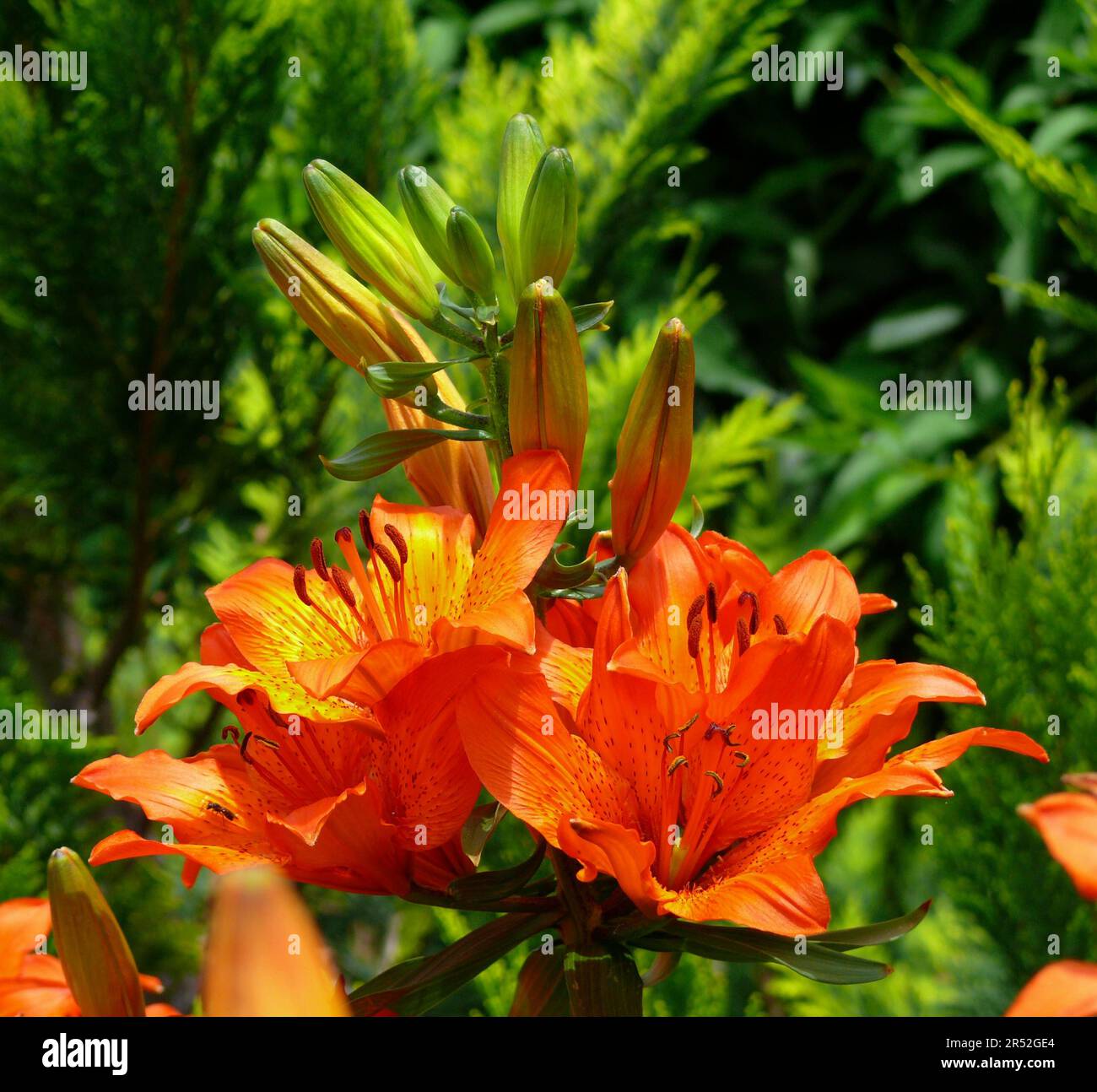 Fire lily (Lilium bulbiferum) flowering in the garden, Fire lily Stock ...