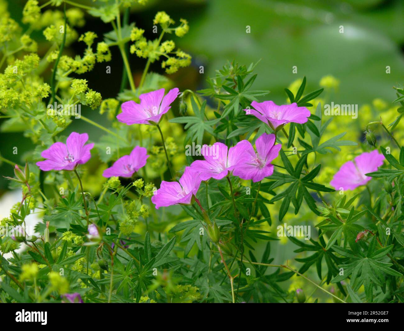 Cranesbill flowering in the garden Stock Photo - Alamy