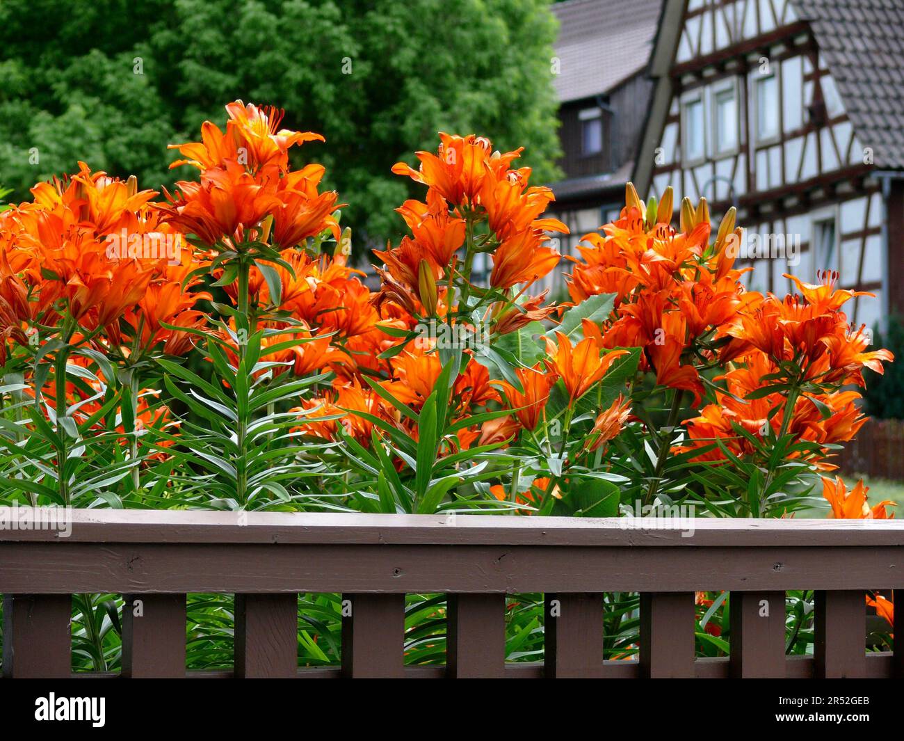 Fire lily (Lilium bulbiferum) flowering in the garden, Fire lily Stock ...