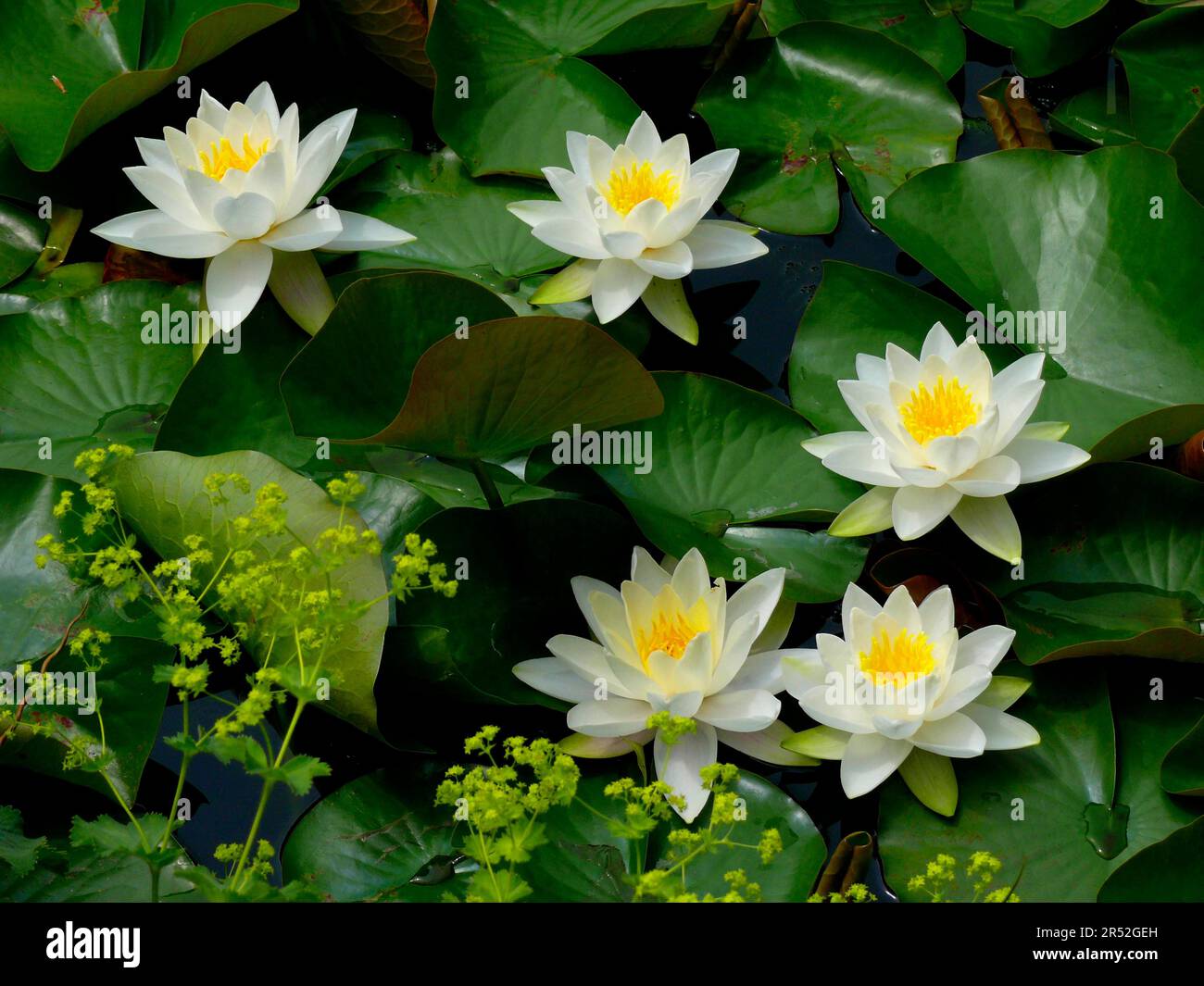 Botany nymphaeaceae white hi-res stock photography and images - Alamy