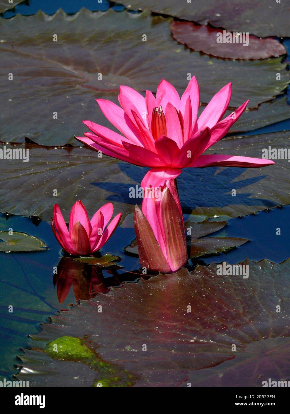 Zoological Botanical Garden, Wilhelma Stuttgart, Water Lily (Nymphaea ...