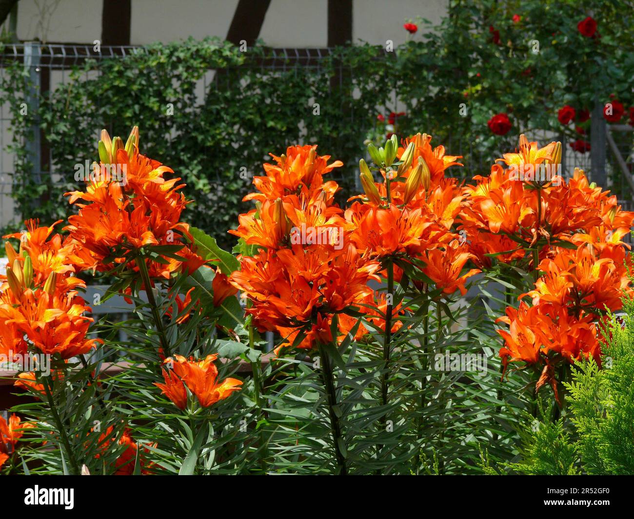 Fire lily (Lilium bulbiferum) flowering in the garden, Fire lily Stock ...