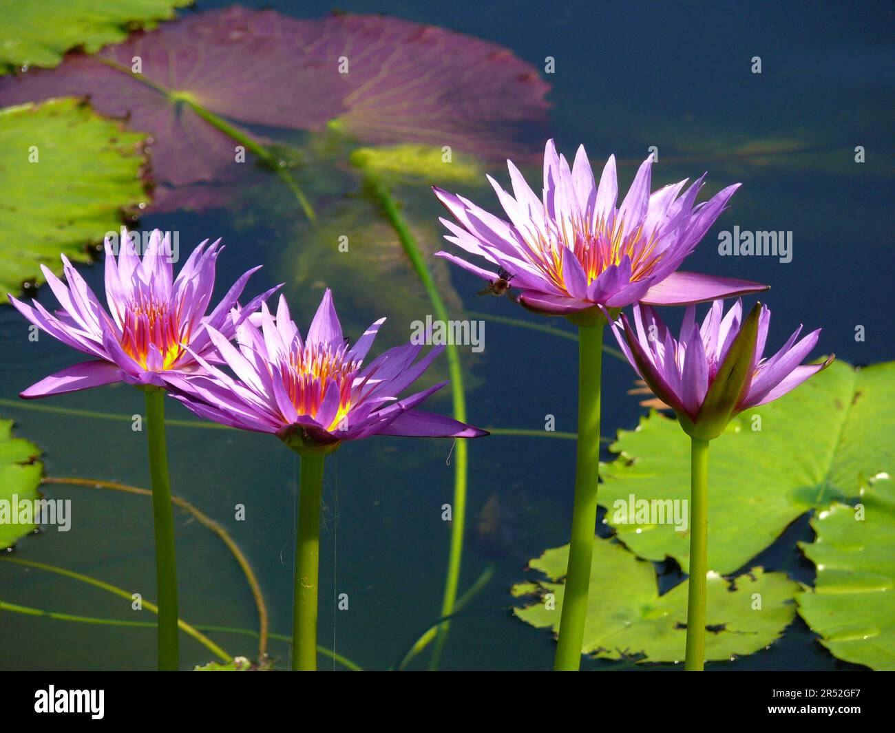 Cape seaside rose hi-res stock photography and images - Alamy