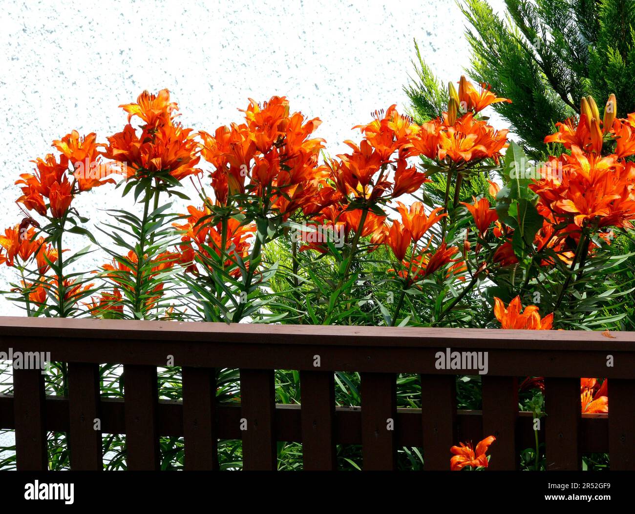 Fire lily (Lilium bulbiferum) flowering in the garden, Fire lily Stock ...