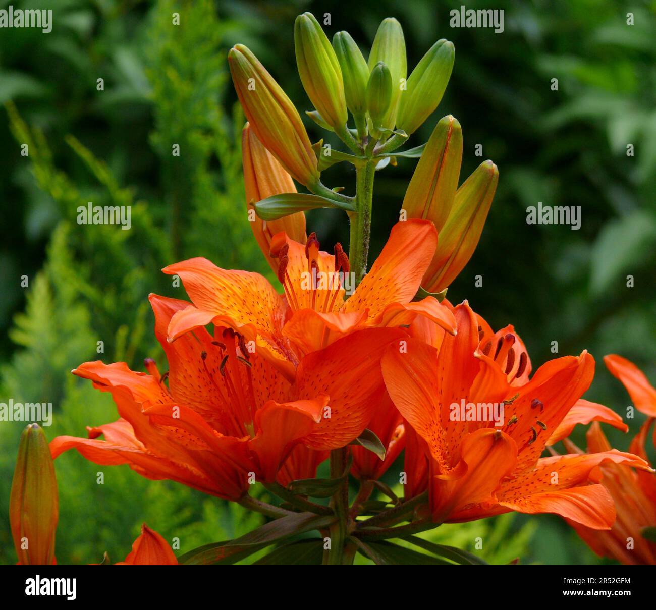 Fire lily (Lilium bulbiferum) flowering in the garden, Fire lily Stock ...