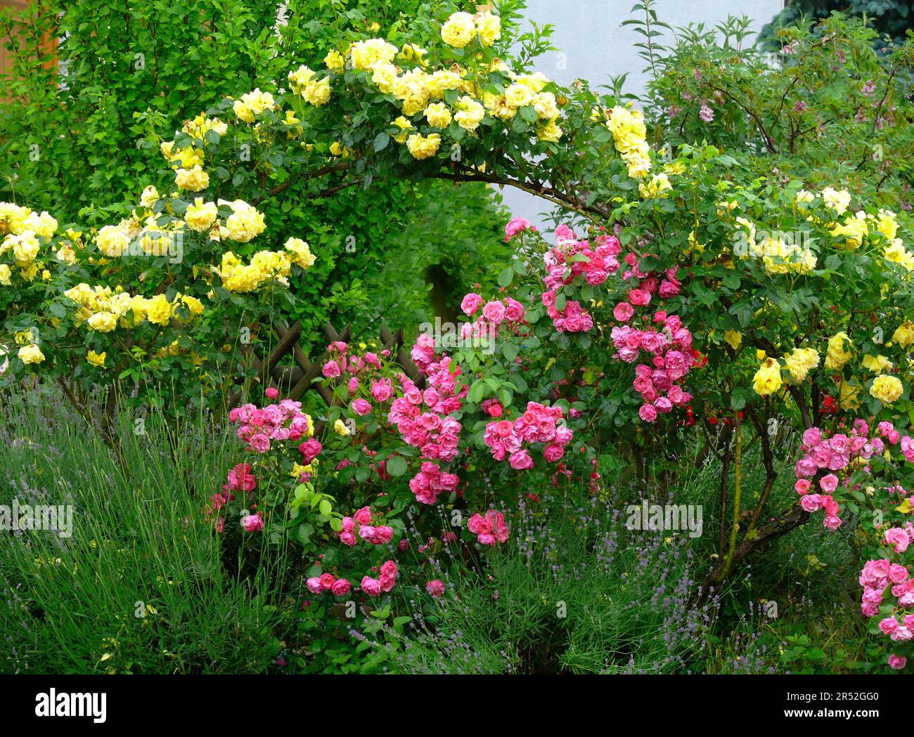 Flowering roses at the house, climbing roses Stock Photo - Alamy