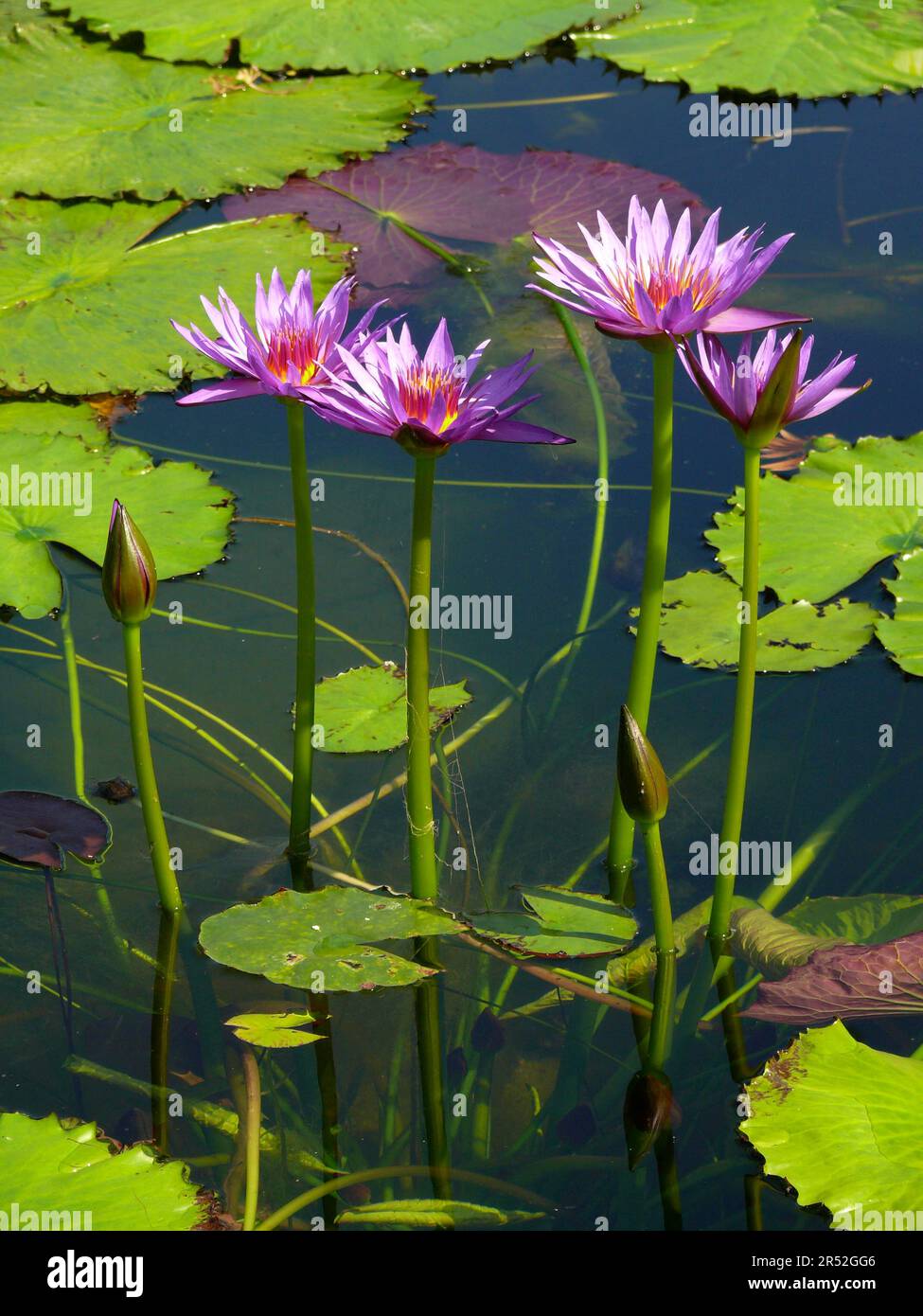 Zoological botanical garden Wilhelma Stuttgart, water lily pond, water ... Zoological botanical garden Wilhelma Stuttgart, water lily pond, water ...