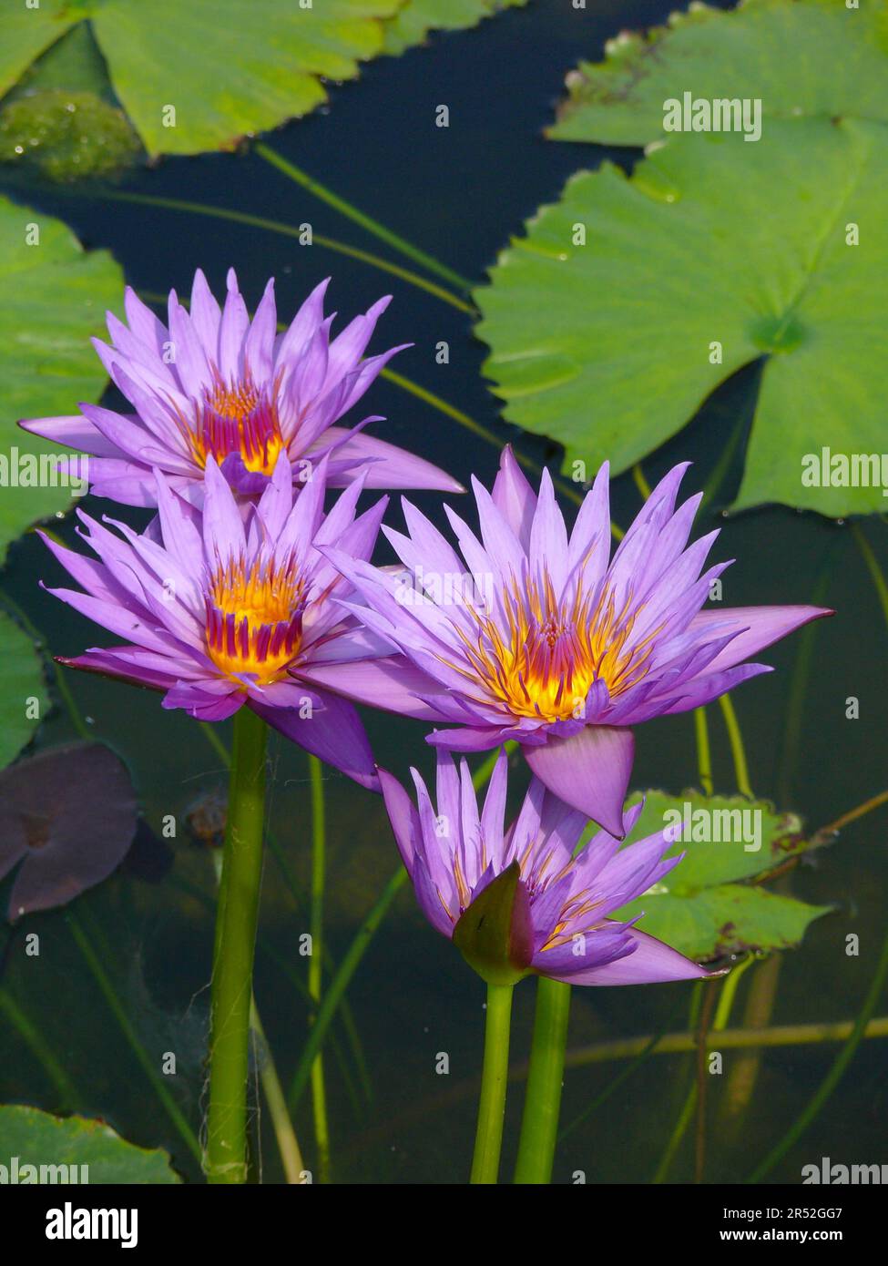 Zoological botanical garden Wilhelma Stuttgart, water lily pond, water ... Zoological botanical garden Wilhelma Stuttgart, water lily pond, water ...