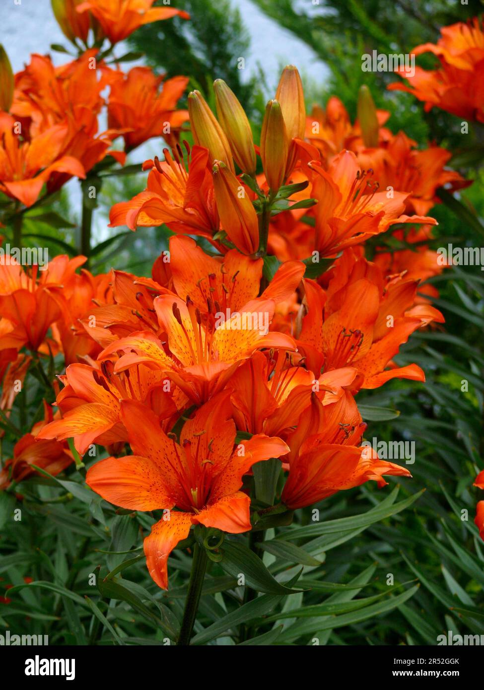 Fire lily (Lilium bulbiferum) flowering in the garden, Fire lily Stock ...