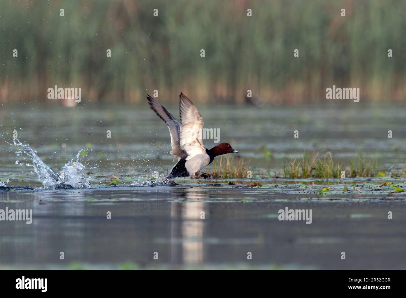 Common pochard (Aythya ferina) a medium-sized diving duck, observed in ...