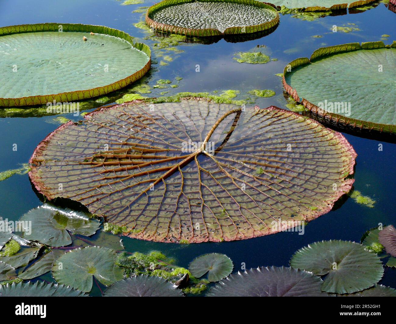 Zoological botanical garden Wilhelma Stuttgart, water lily pond, leaves ...