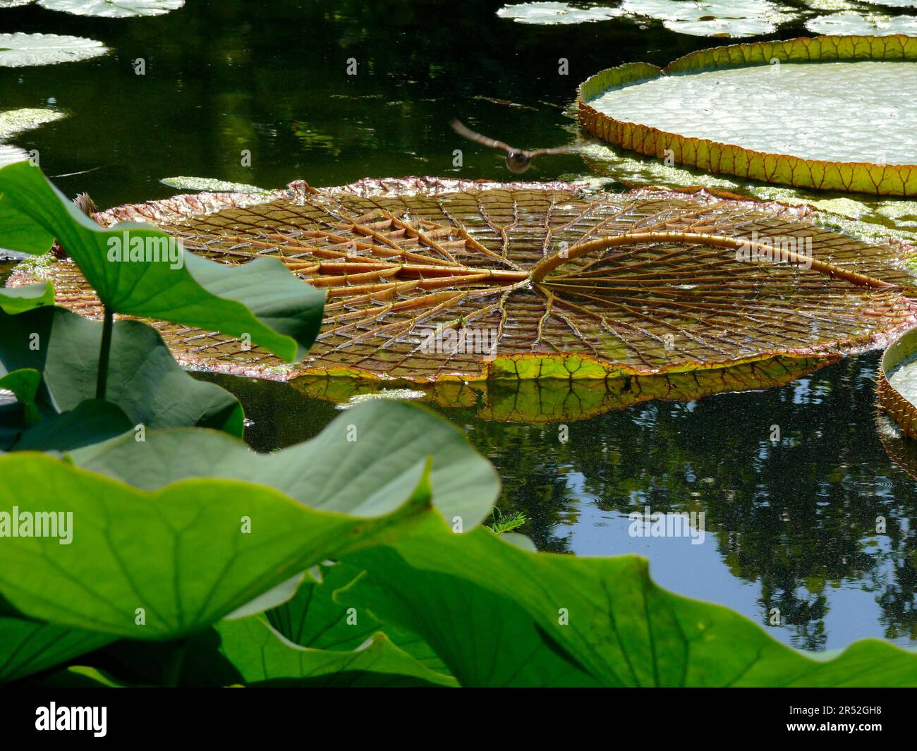 Zoological Botanical Garden, Wilhelma Stuttgart, water lily pond ...