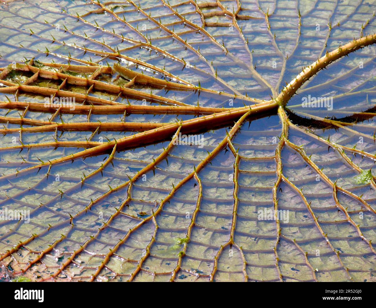 Zoological botanical garden Wilhelma Stuttgart, water lily pond ...