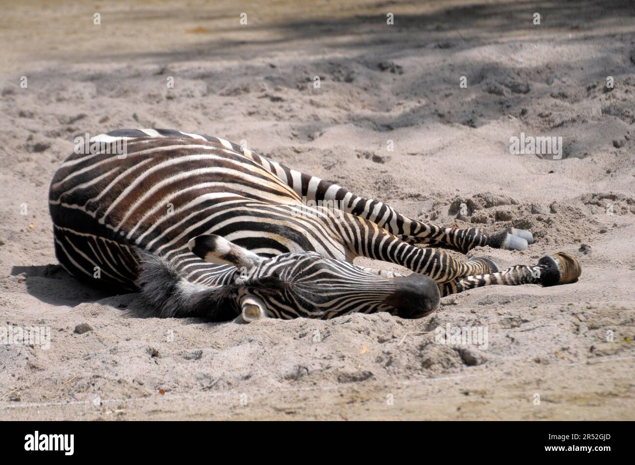Stuttgart, zoological botanical garden Wilhelma, zebra (Equus quagga ...