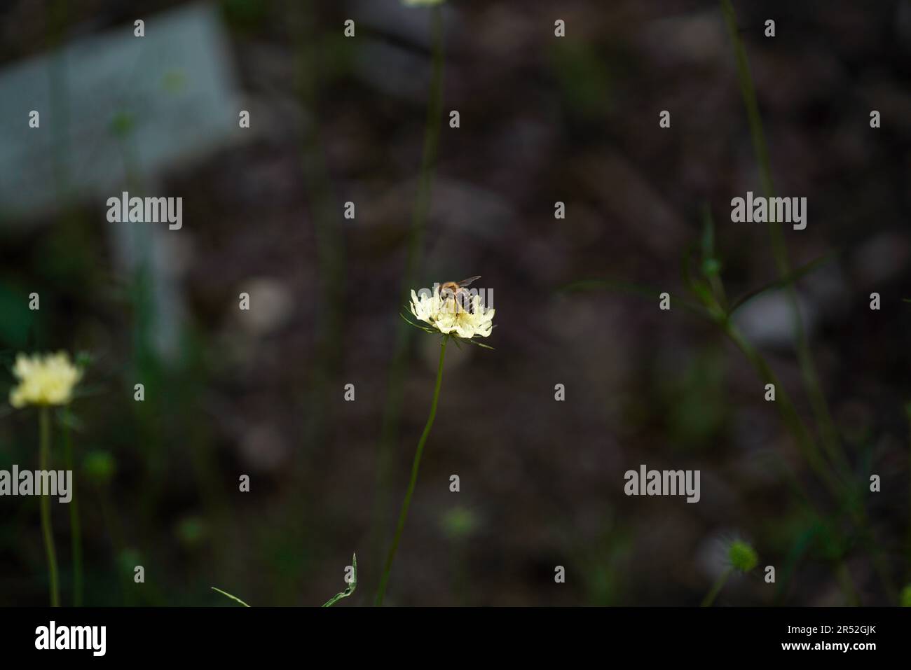 Summer meadow with many insects that are busy fertilizing and colorful ...