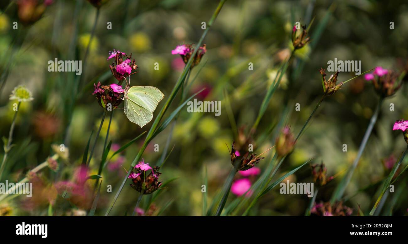 Summer meadow with many insects that are busy fertilizing and colorful ...