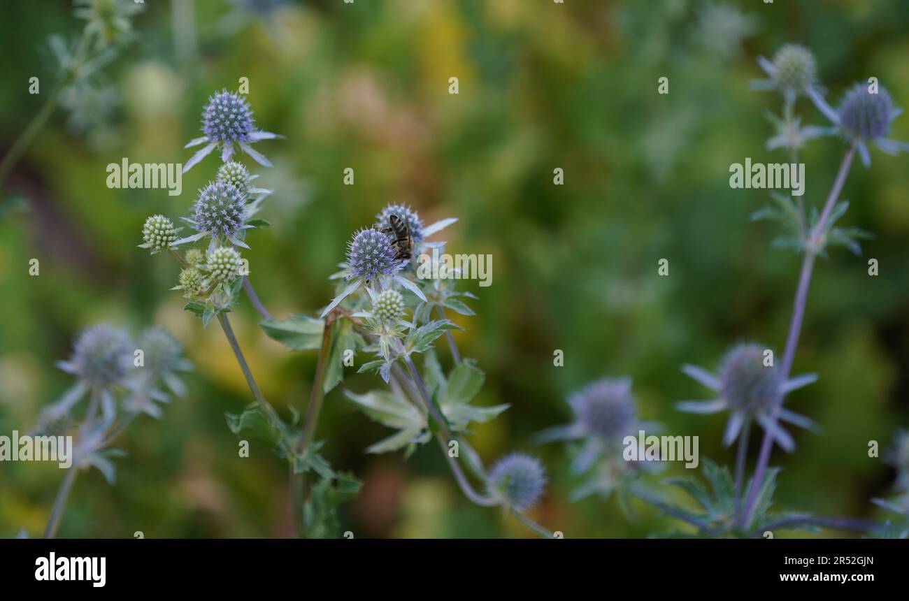 Summer meadow with many insects that are busy fertilizing and colorful ...