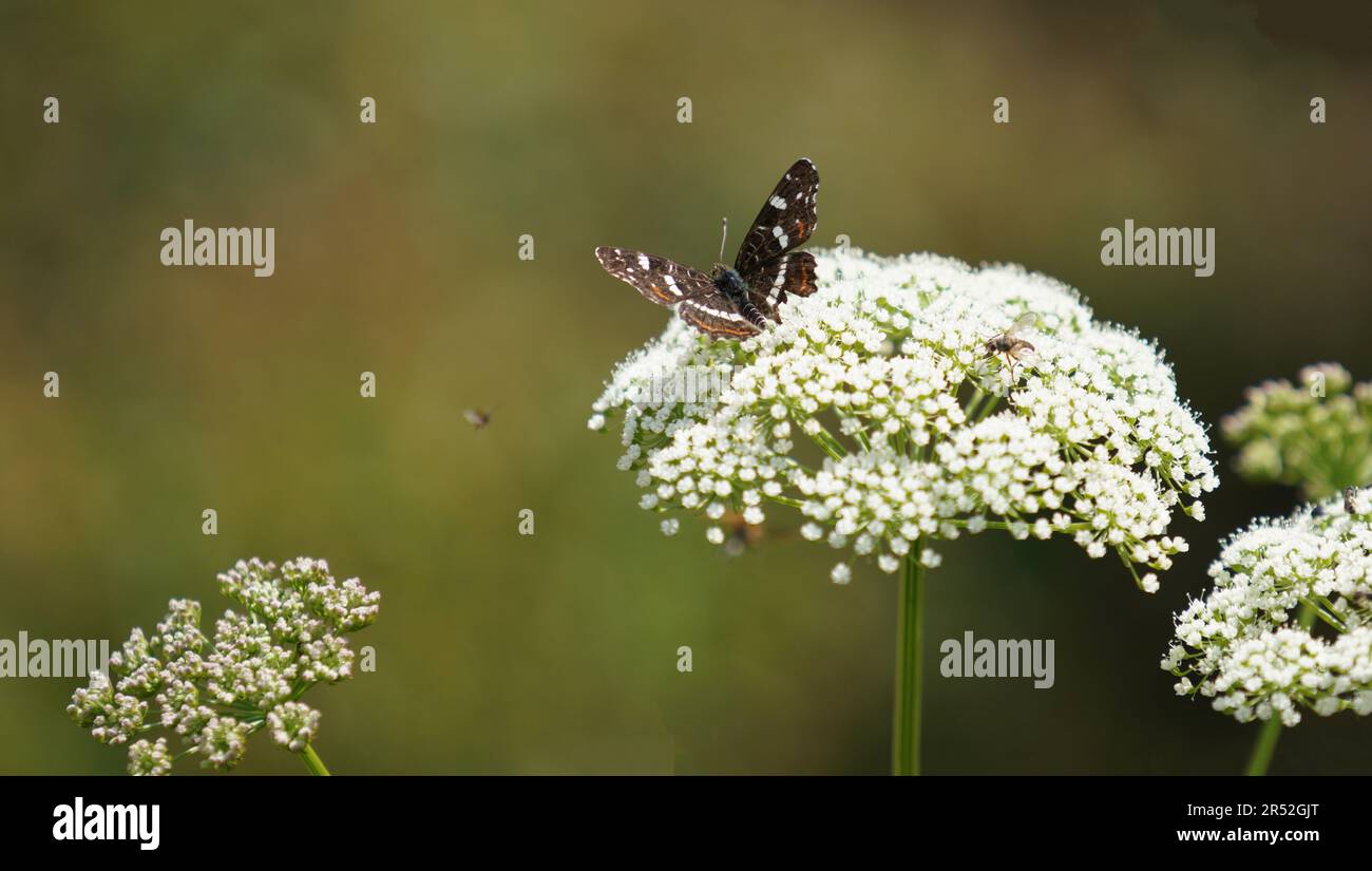 Summer meadow with many insects that are busy fertilizing and colorful ...