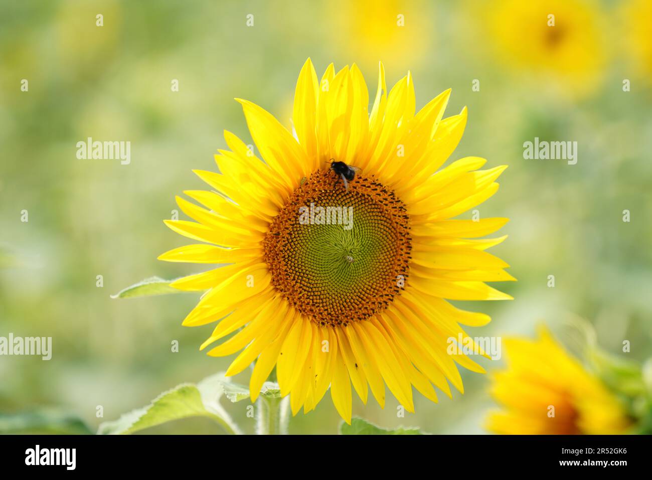 Summer meadow with many insects that are busy fertilizing and colorful ...