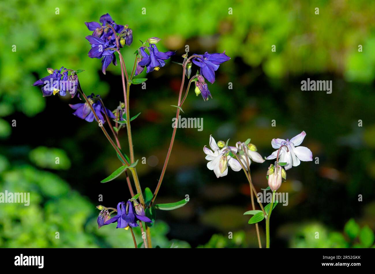 European columbine (Aquilegia vulgaris) flowering in the garden Stock ...