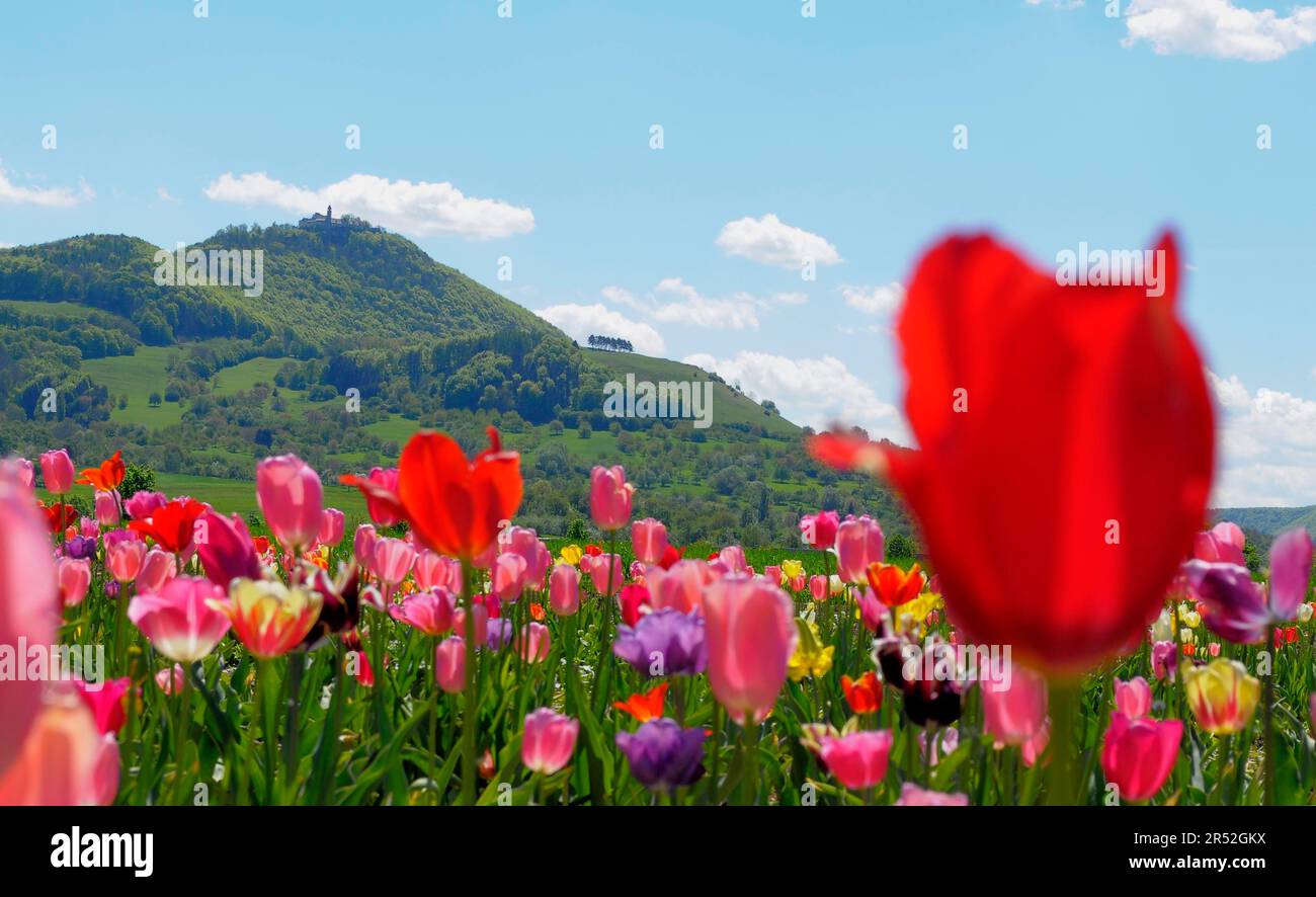 Swabian Alb, Teck surroundings, Teck Castle, Tulip Field Stock Photo ...