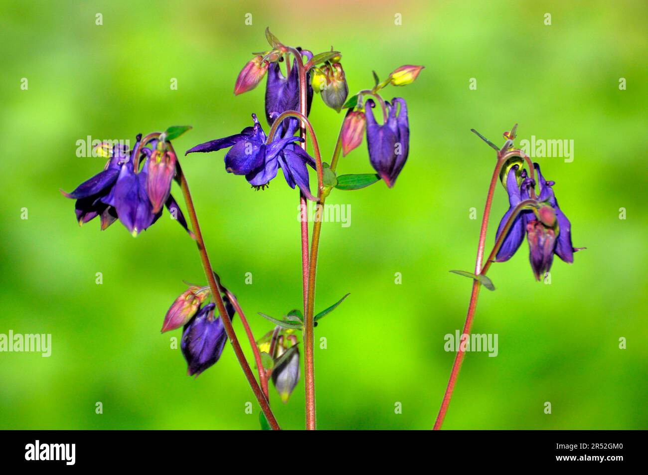 European columbine (Aquilegia vulgaris) flowering in the garden Stock ...