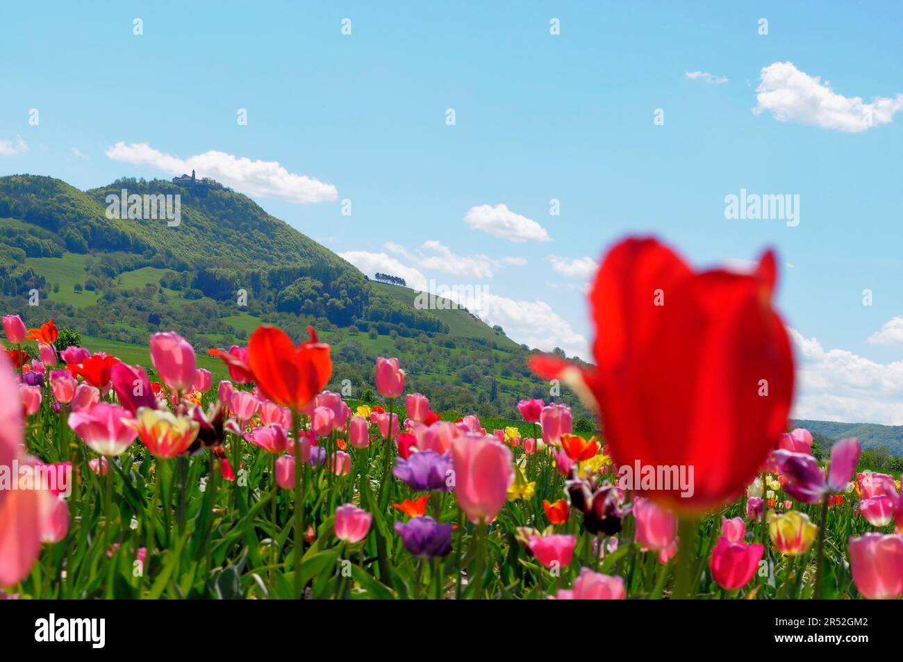 Swabian Alb, Teck surroundings, Teck Castle, Tulip Field Stock Photo ...