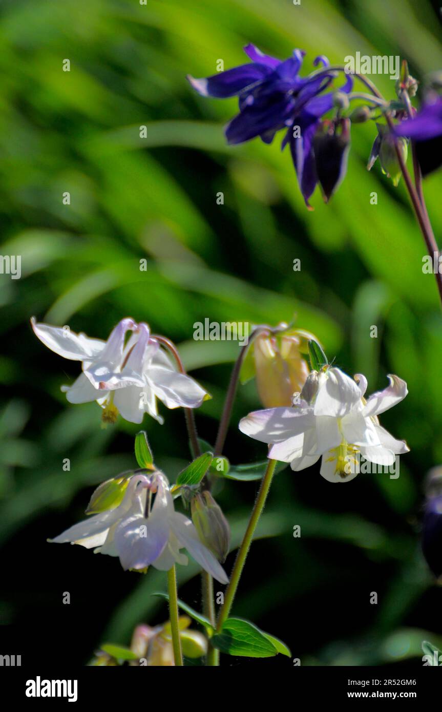 European columbine (Aquilegia vulgaris) flowering in the garden Stock ...
