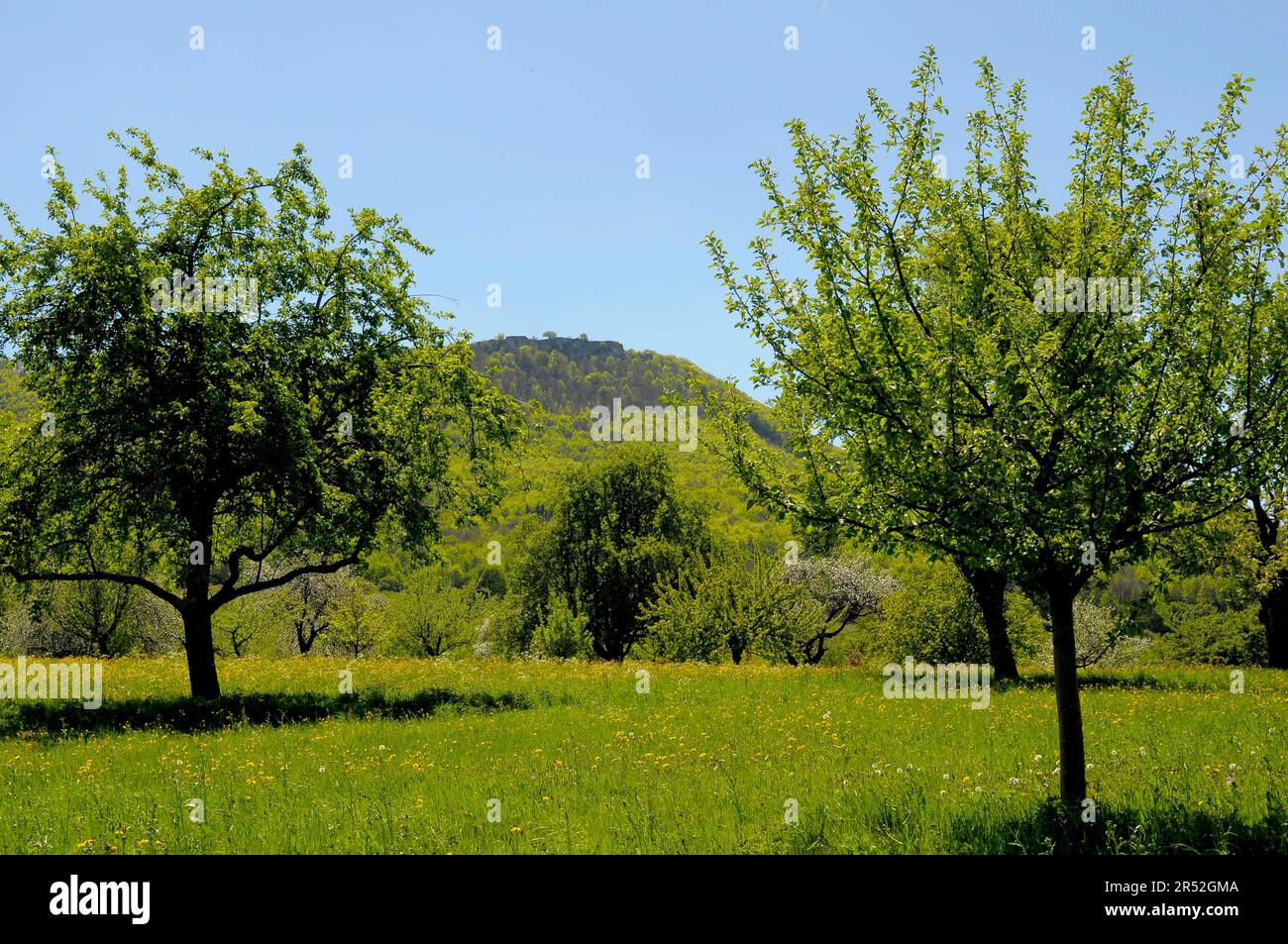 Swabian Alb, Teck environment, Teck Castle, Bissingen, Teck Stock Photo ...