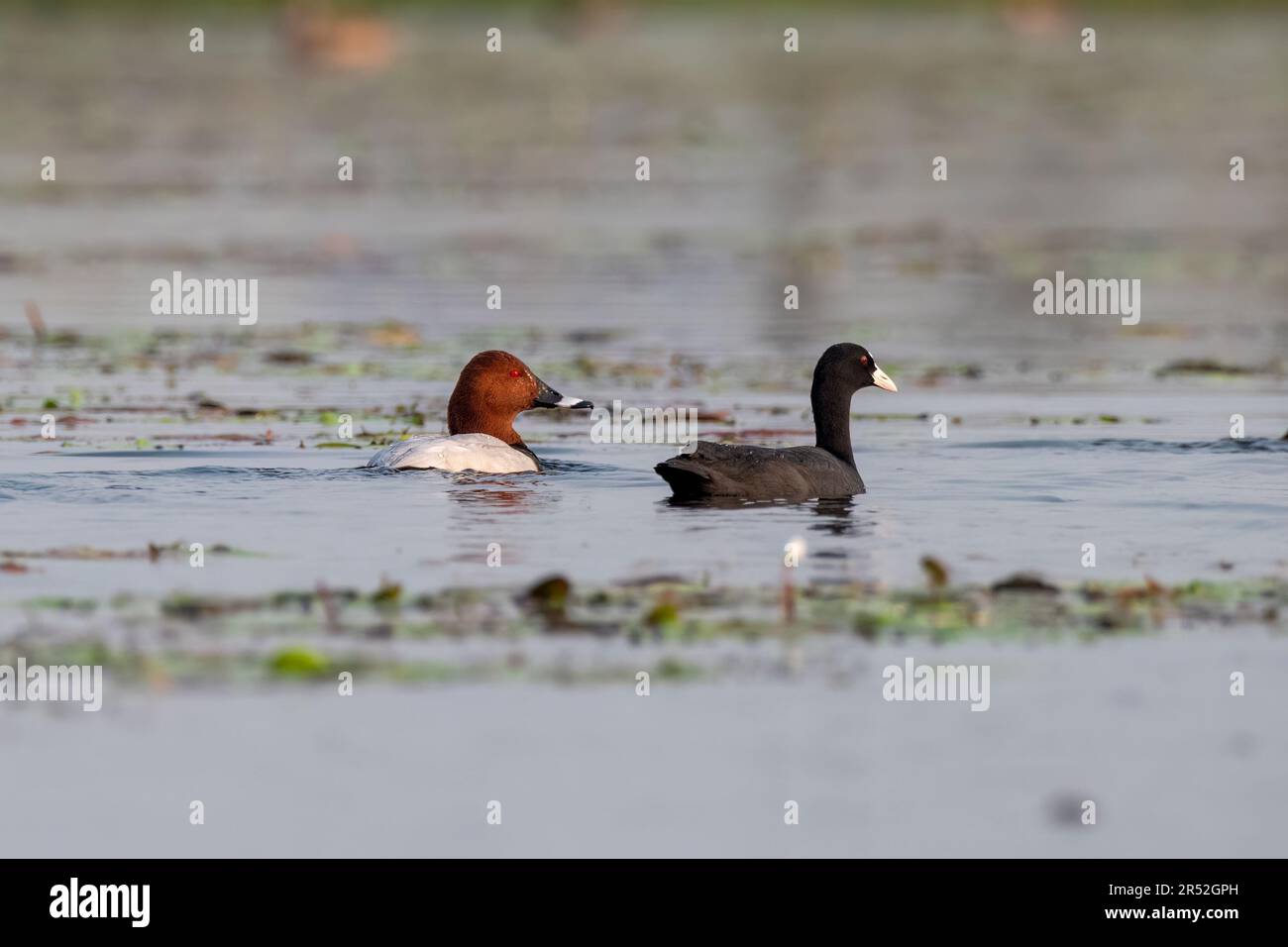 Common pochard (Aythya ferina) a medium-sized diving duck, observed in ...
