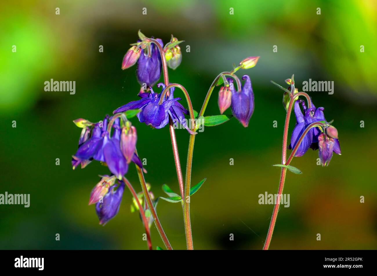 European columbine (Aquilegia vulgaris) flowering in the garden Stock ...