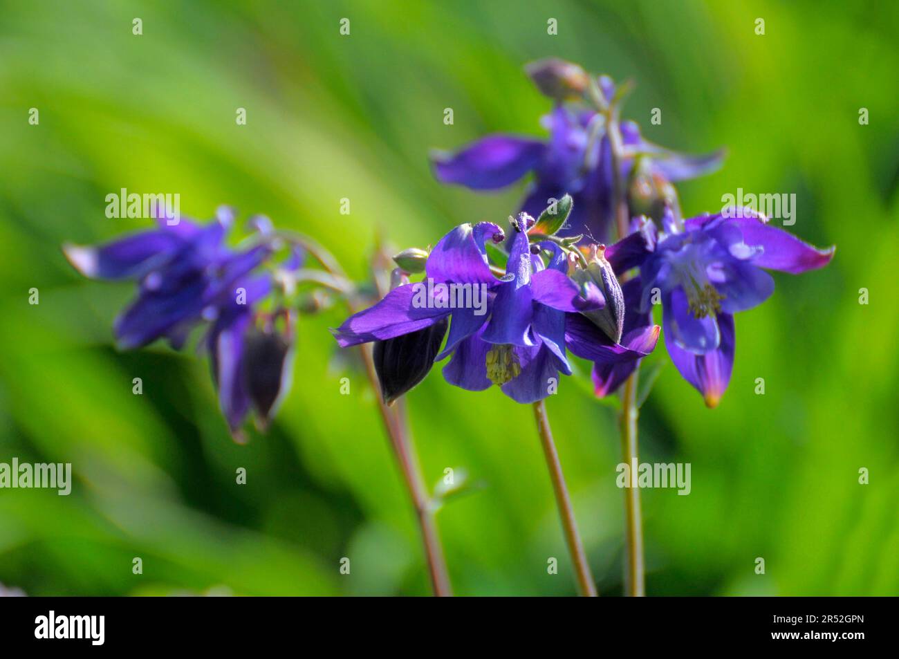 European columbine (Aquilegia vulgaris) flowering in the garden Stock ...