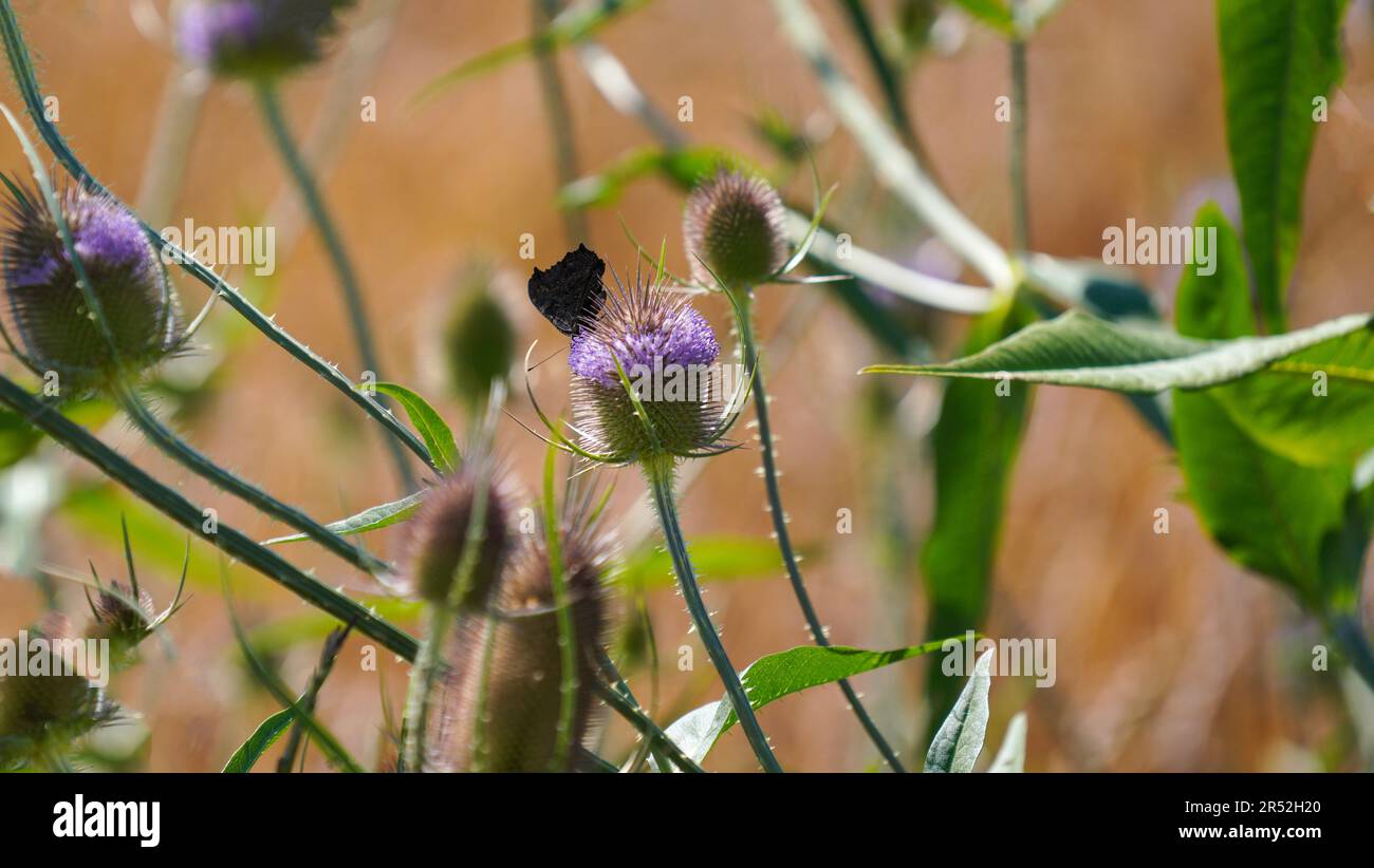 Summer meadow with many insects that are busy fertilizing and colorful ...