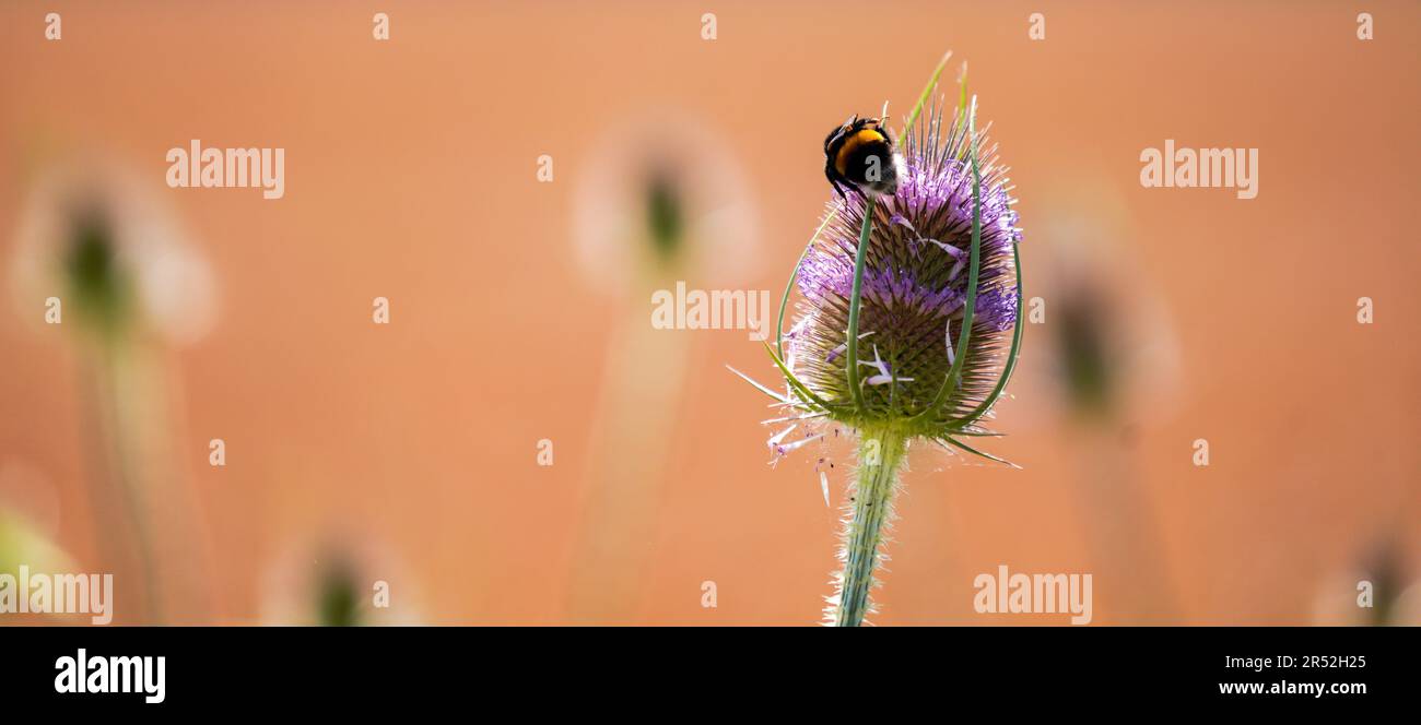 Summer meadow with many insects that are busy fertilizing and colorful ...