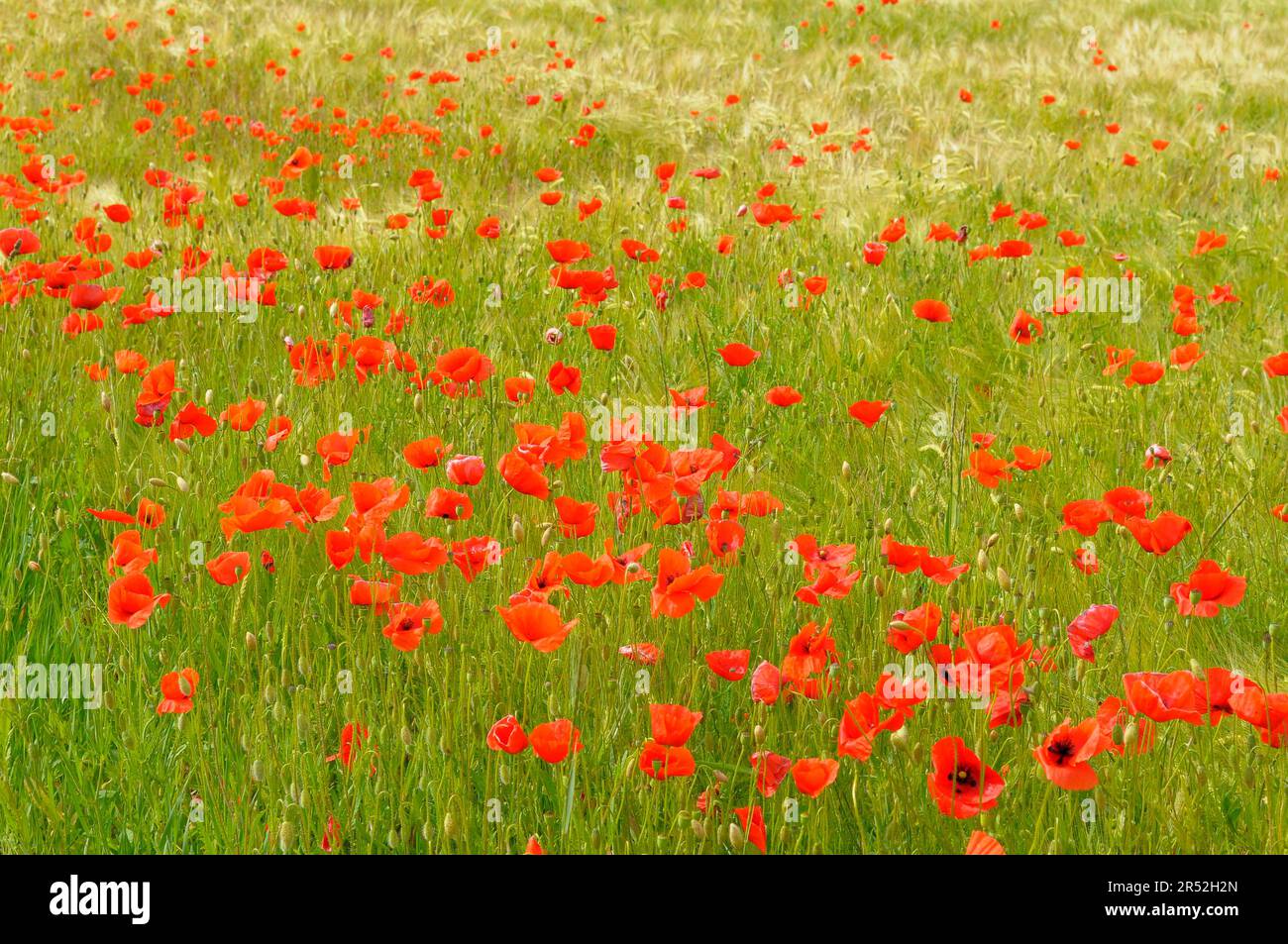 Field of corn poppies, barley field with corn poppies Stock Photo - Alamy