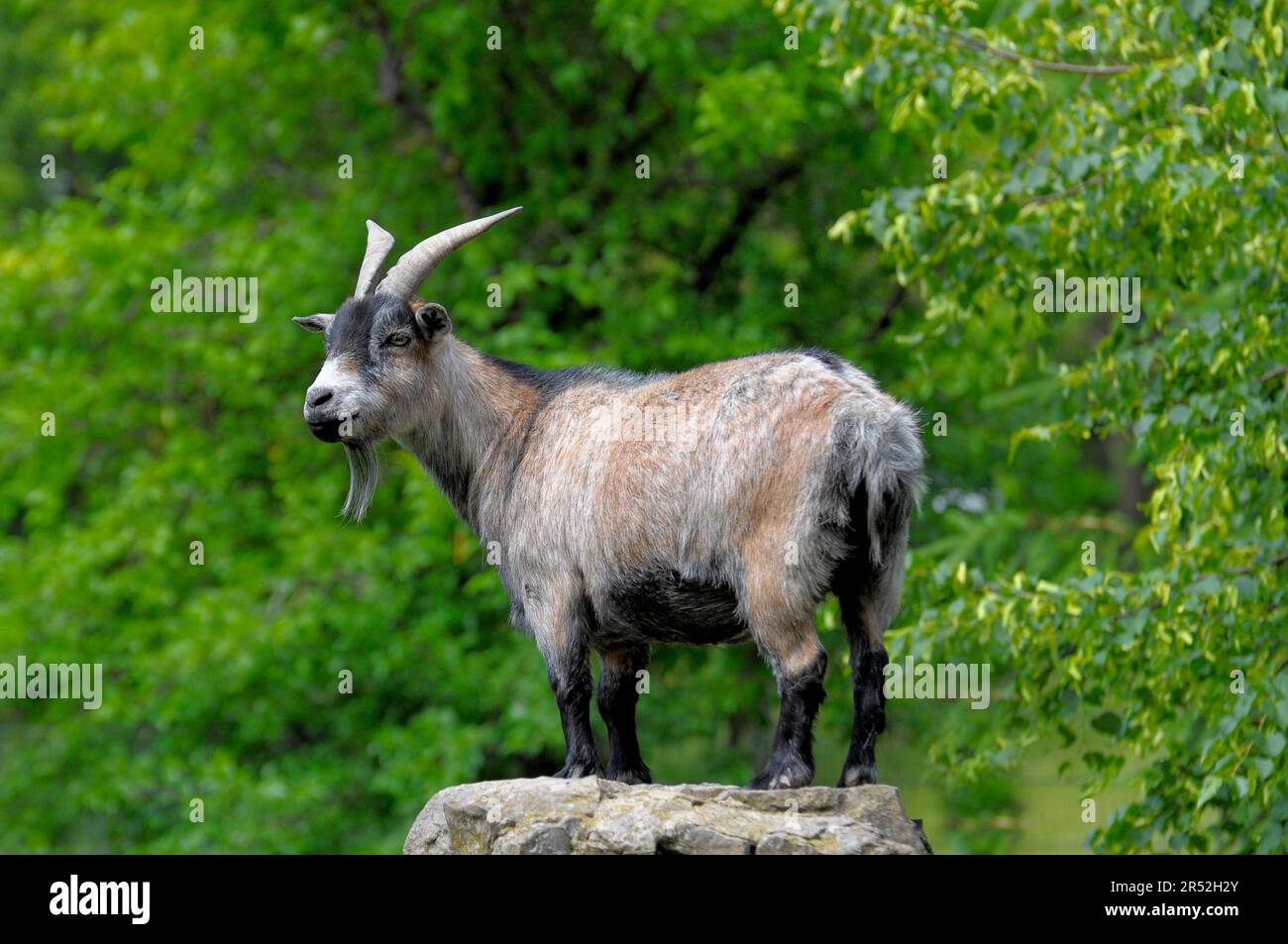 Goat in the zoo Stock Photo - Alamy